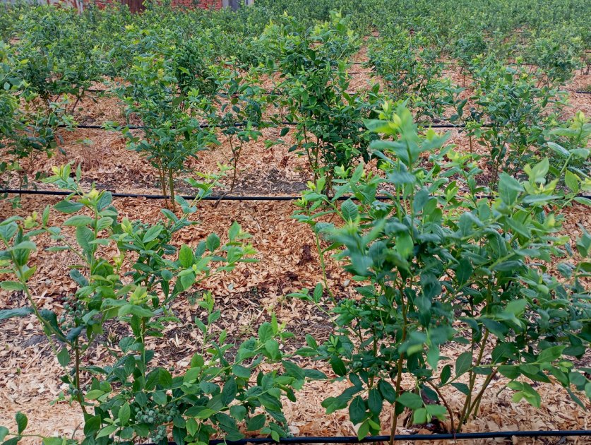 Blueberry Water Needs and Irrigation Methods | Wikifarmer