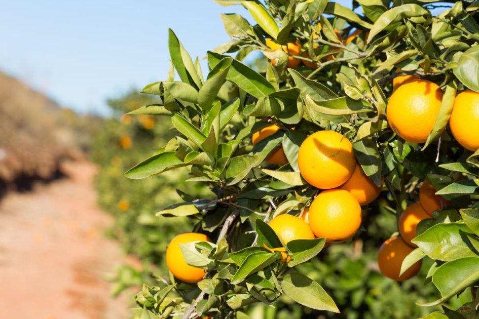 Climate and Soil Requirements of Orange Trees | Wikifarmer