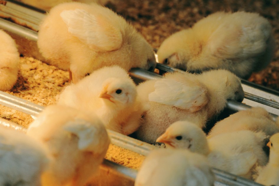 Early Weight Gain and Growth Optimization in Broiler Chicks: Key ...