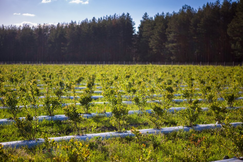 How to Cultivate Blueberries Professionally | Wikifarmer