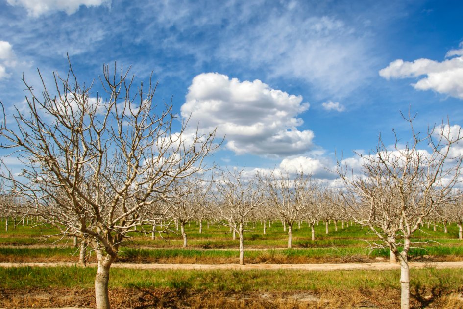 Monitoring the benefits and challenges of permanent cover crops in semi ...