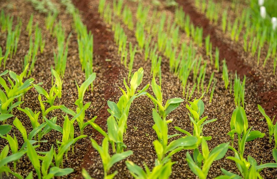 O que é Multi-Cropping? | Wikifarmer