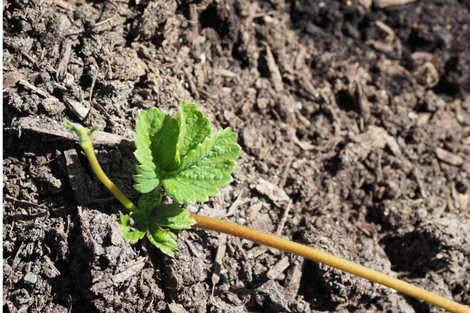 Strawberry Propagation Methods | Wikifarmer