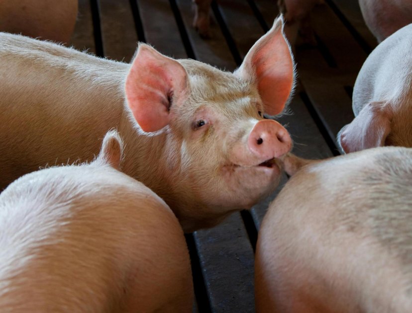Understanding Tail Biting in Pigs: Causes, Prevention, and Management ...
