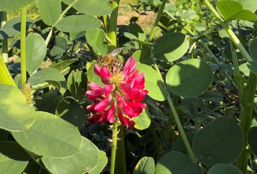 The Benefits of Crop Rotation with Legumes: Boost Soil Health and Farm ...