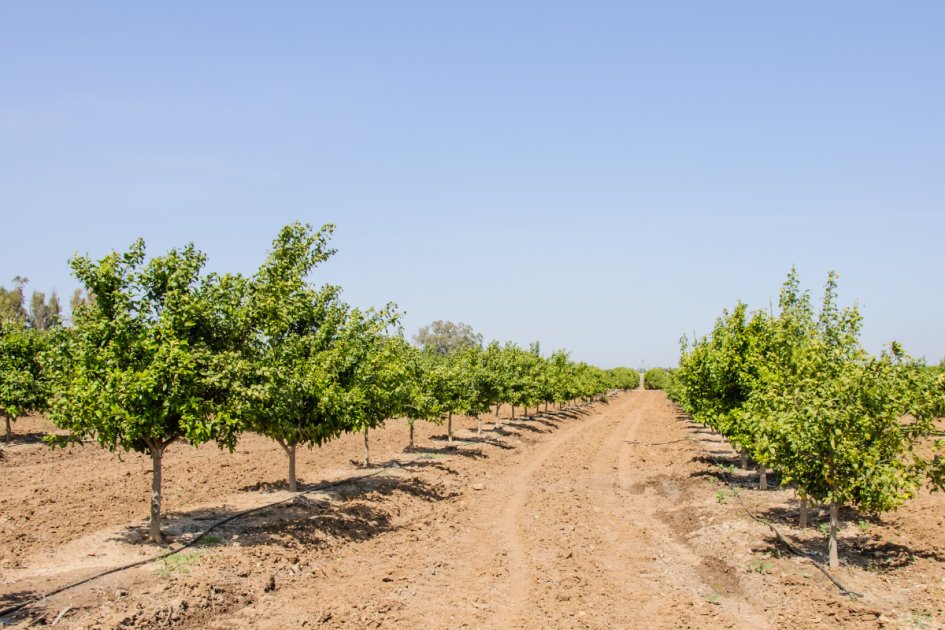 Water Needs and Irrigation of Orange Trees | Wikifarmer