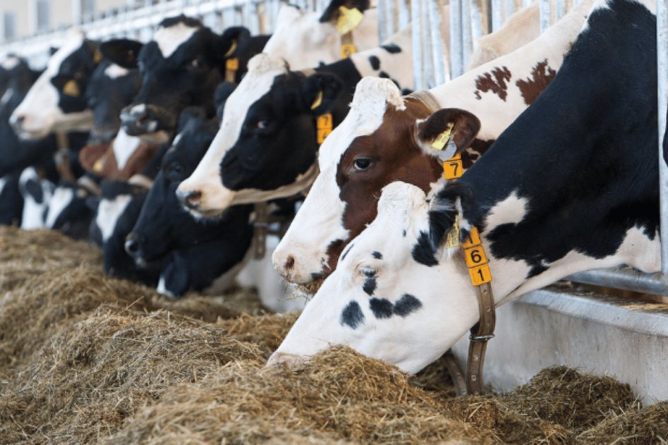 Managing Milk Fat: Identifying and Mitigating Depression Risks in Dairy ...