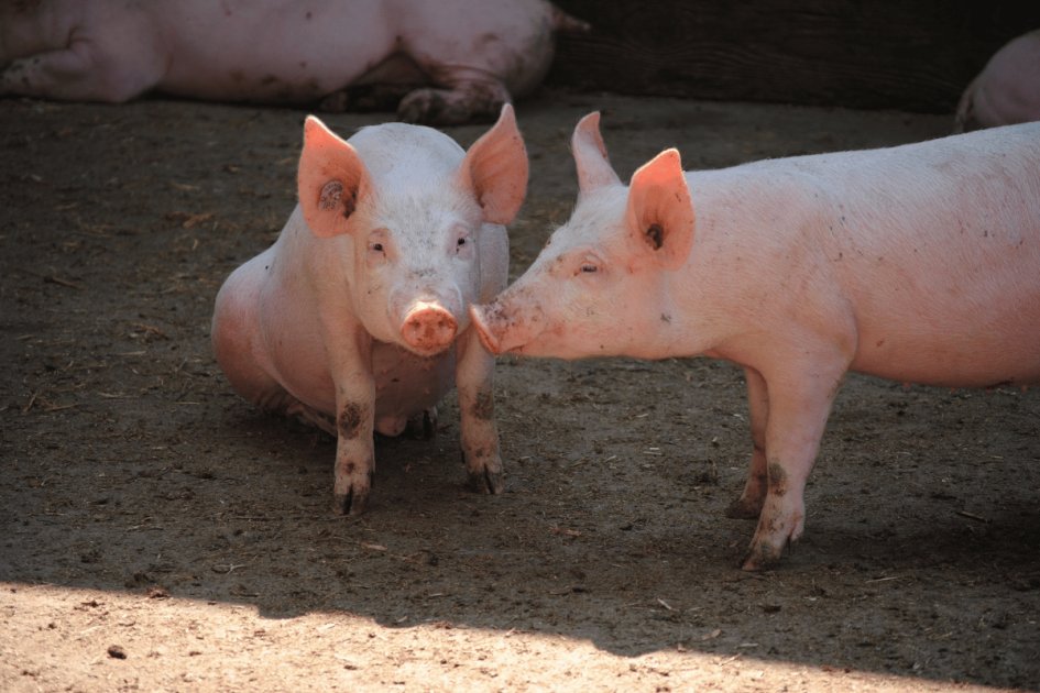 Pig Welfare: From Tail Biting to Resilience and Precision Farming ...
