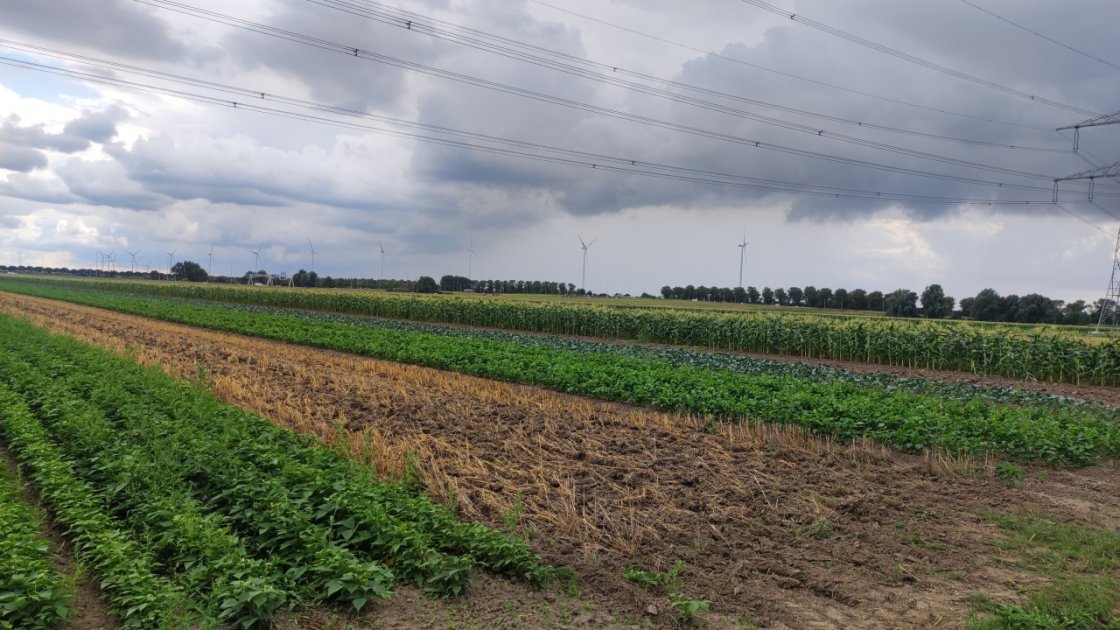 Strip-cropping for Pest & Disease Management and Crop Resilience in ...