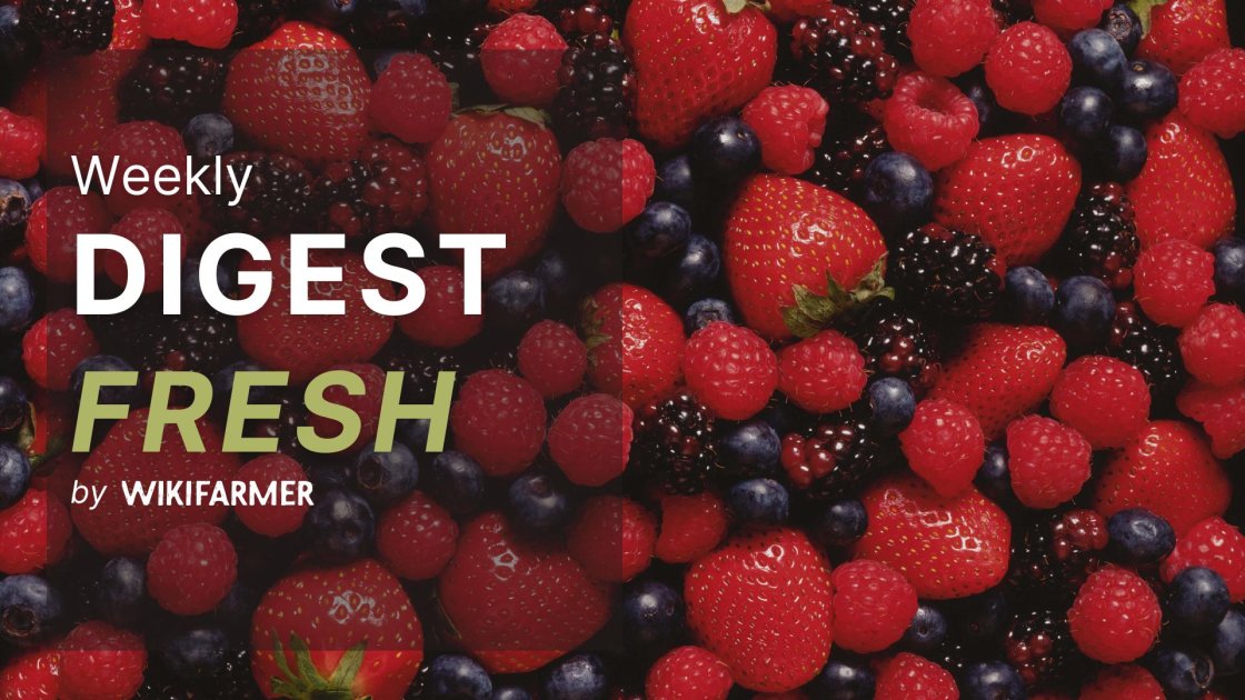 Berries Market Digest w14/2025 | Wikifarmer