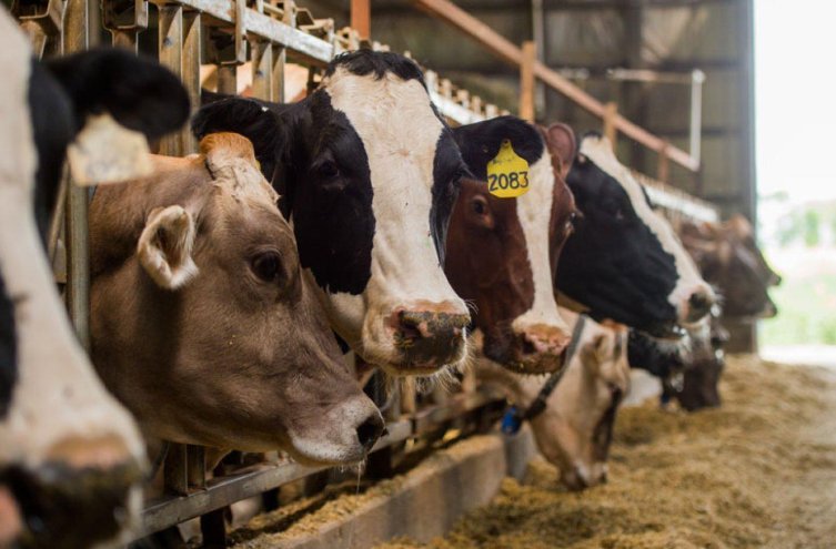 Does Biochar Improve Livestock Productivity? Evidence from Cattle ...
