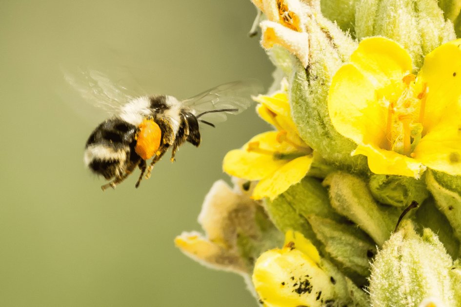 Wild Pollinators: Your Farm's Unsung Heroes | Wikifarmer