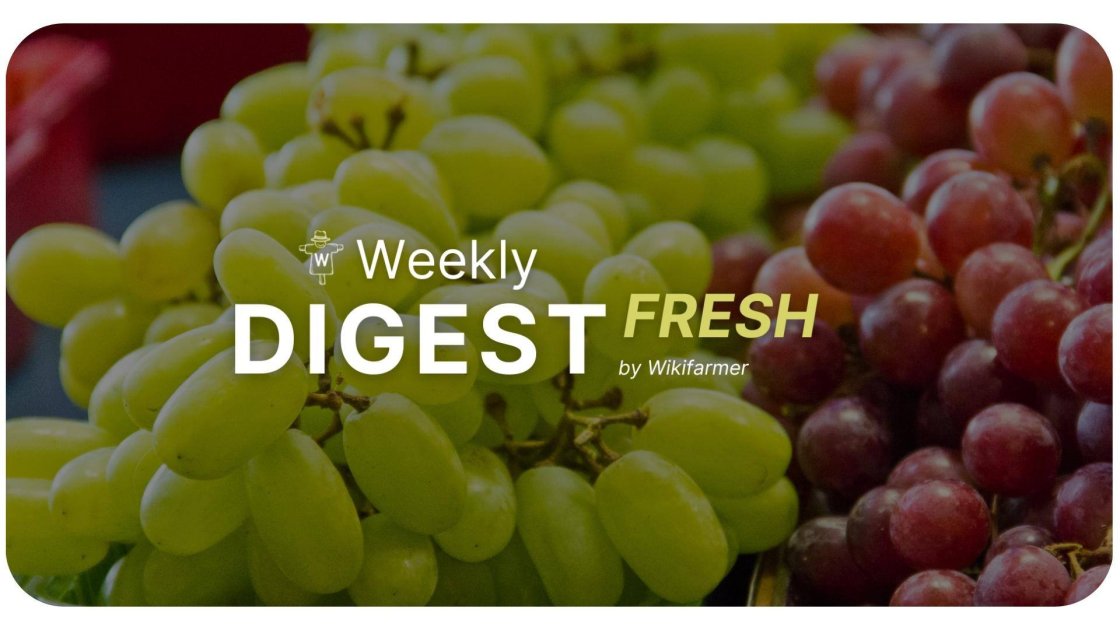 Grapes Market Digest w31 | Wikifarmer