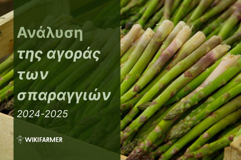 Ανάλυση της αγοράς των σπαραγγιών: Μελέτη των τιμών 2024-2025 | Wikifarmer