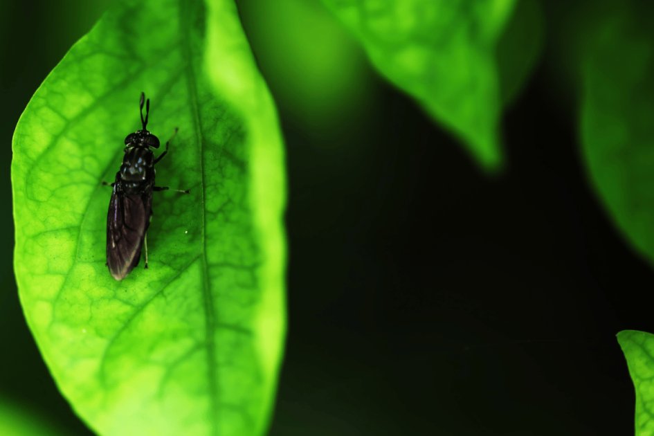 Can grape pomace feed insects? Exploring sustainable use in insect ...