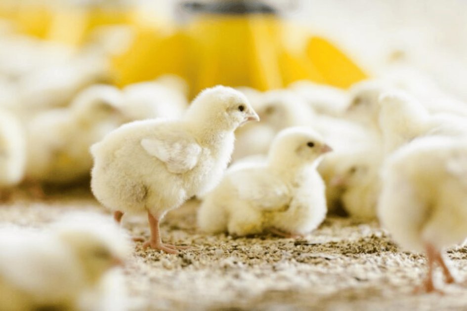 Fertility and hatchability: Key drivers of poultry hatchery success ...