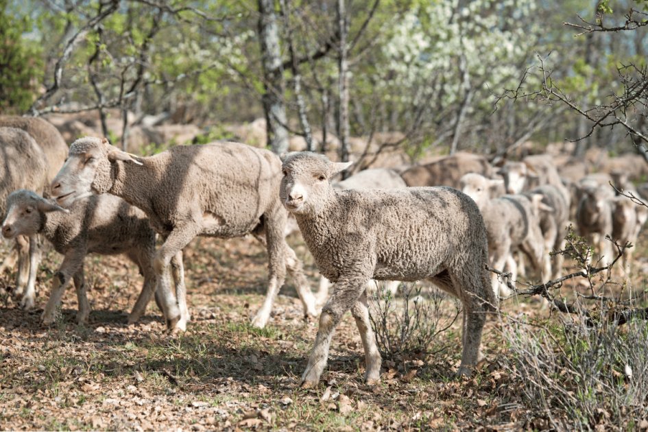 Improving Sheep Welfare During Transport: Stress Factors, Impacts, and ...