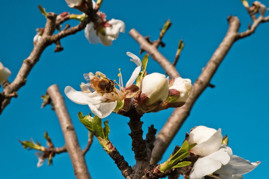 In a world without bees, who will feed humanity? | Wikifarmer