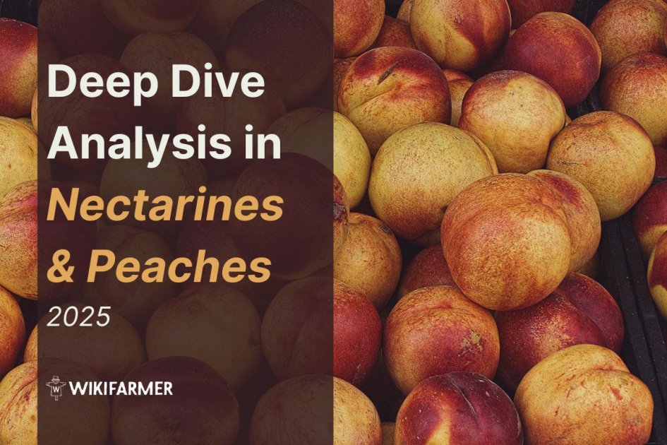 Deep Dive in Peach and Nectarine Prices: A Complete Price Study 2025 ...