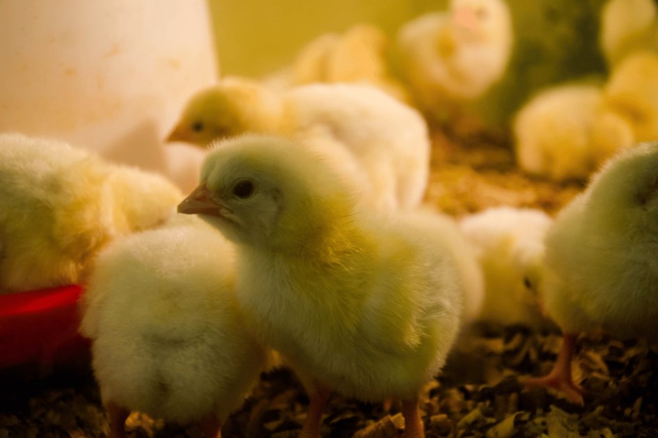 How to prevent early chick mortality with practical tips and key ...