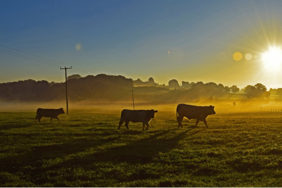 Understanding heat stress in livestock and ways to reduce its impact ...