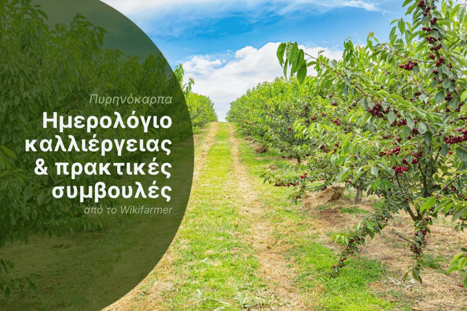 Αντιμετωπίζοντας τις μειωμένες αποδόσεις στα πυρηνόκαρπα: Στρατηγικές ...