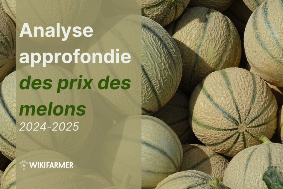 Analyse approfondie des prix des melons : étude complète des prix 2024 ...