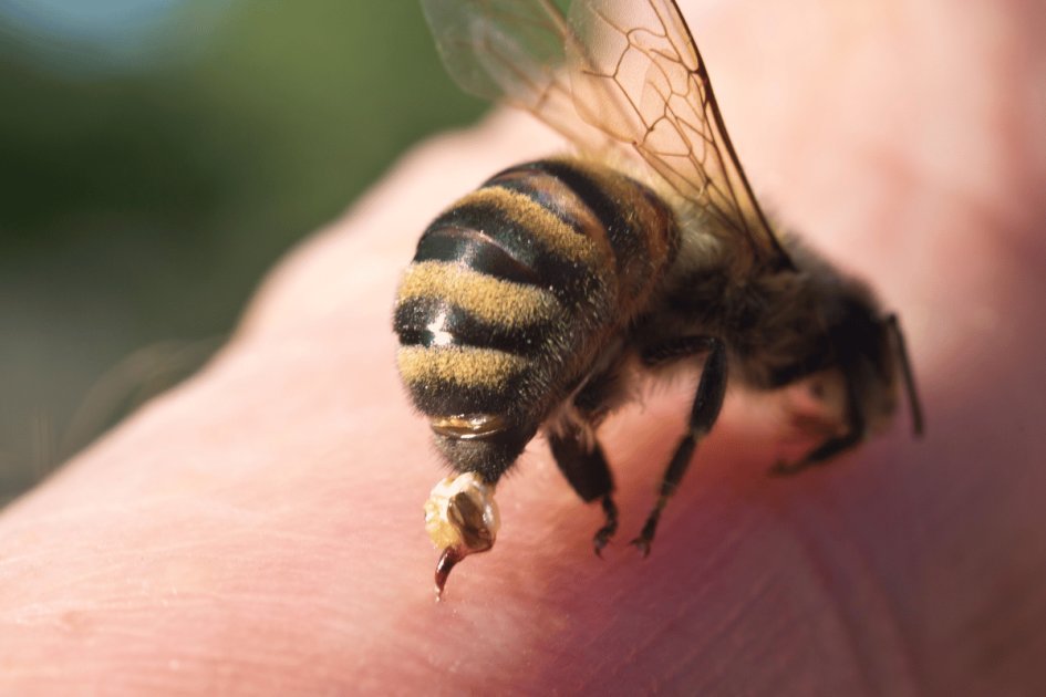 Bee venom: Uses, extraction, and economic value in modern apitherapy ...