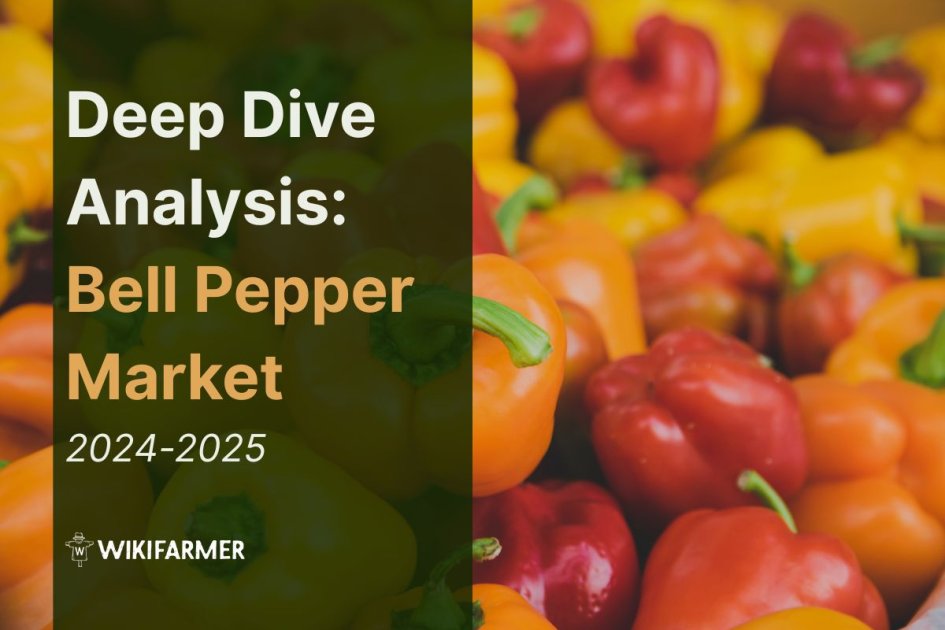 Deep-Dive Analysis: Global Bell Pepper Market | Wikifarmer