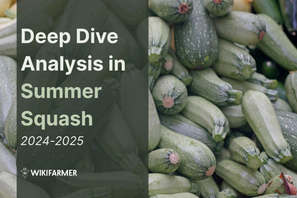 Deep Dive in Summer Squash Prices: A Complete Price Study 2025 | Wikifarmer
