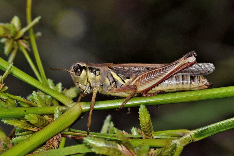Edible insects as a sustainable source of fats and essential fatty ...