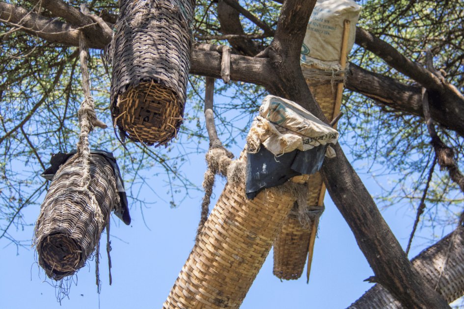 Exploring indigenous beekeeping techniques in Kenya and why they still ...