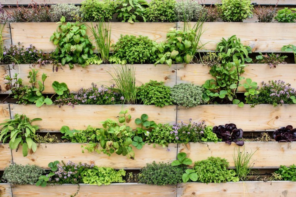 How to Start a Vertical Garden: Complete Beginner's Guide for Small ...