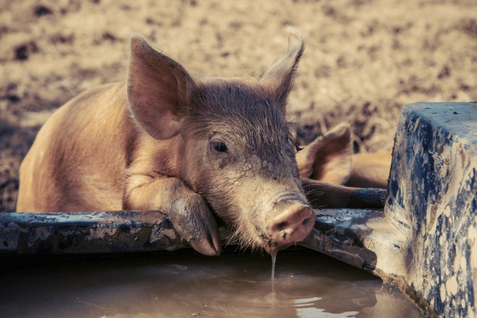 The critical role of water in swine health and production | Wikifarmer