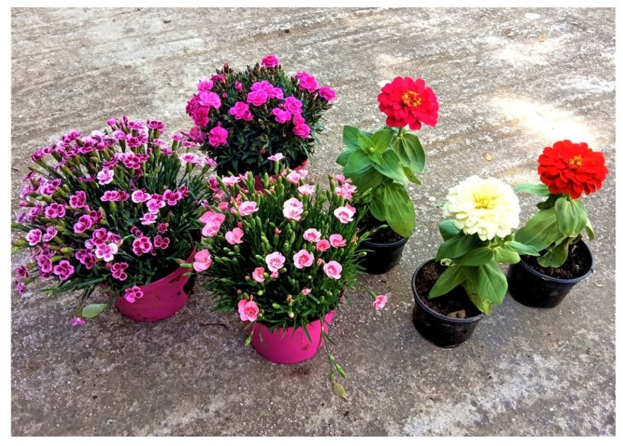 Zinya ve Karanfil | Wikifarmer