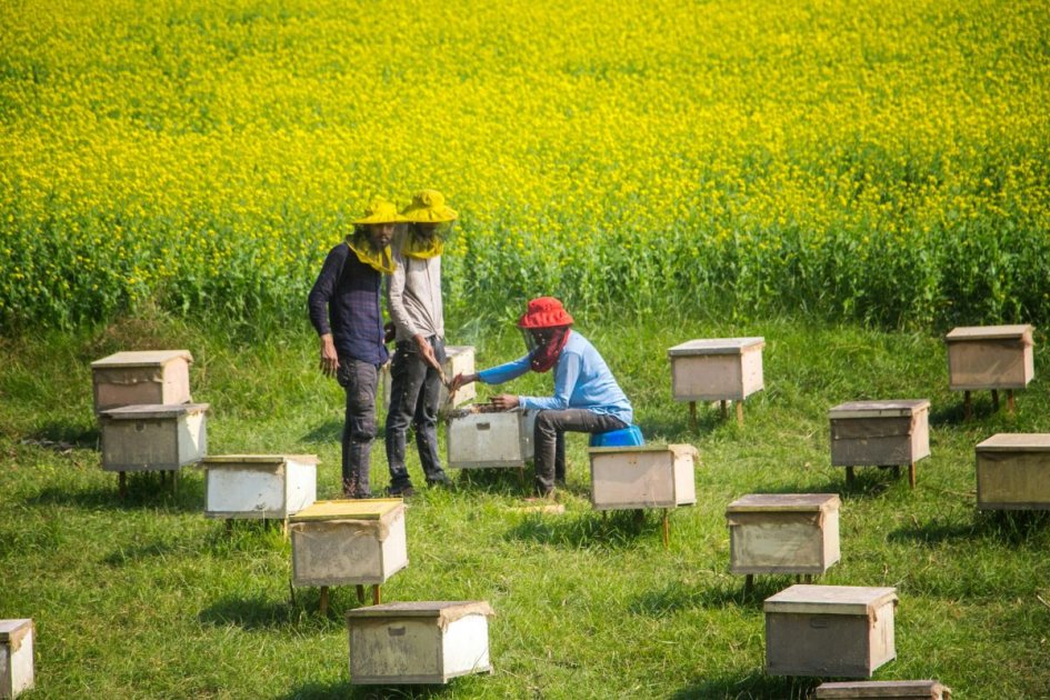 Beekeeping: A powerful means of additional income for farmers | Wikifarmer