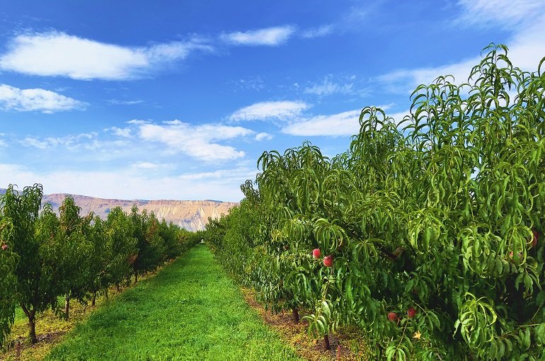 Propagazione e impollinazione del pesco | Wikifarmer