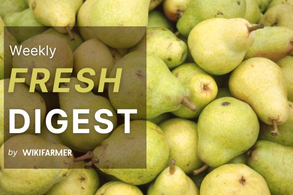 Fresh Market Digest: Week 39 | Wikifarmer