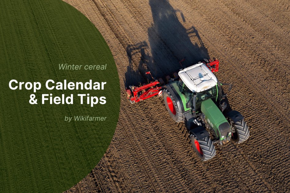 When to plant winter wheat: 2025/2026 season | Wikifarmer