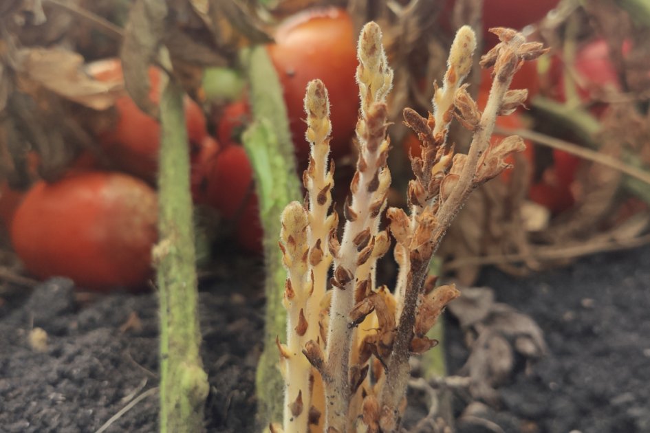 Root parasitic weeds: Hidden threat to crops on the rise | Wikifarmer