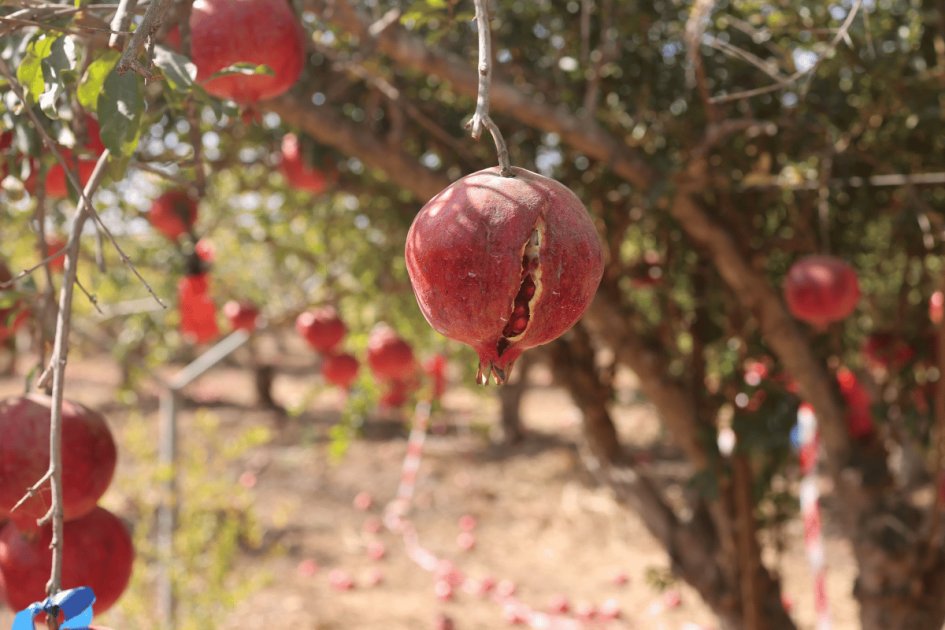 Understanding fruit cracking in orchards and how new sensing ...