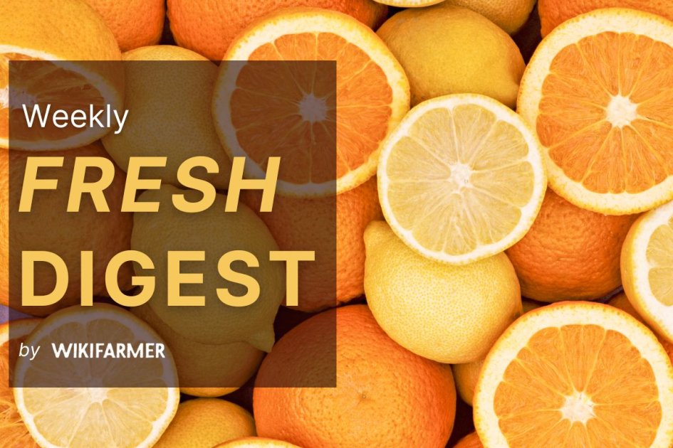 Fresh Market Digest: Week 47 | Wikifarmer