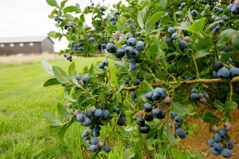 Blueberries then and now (1980s to 2020s): How a summer fruit became a ...