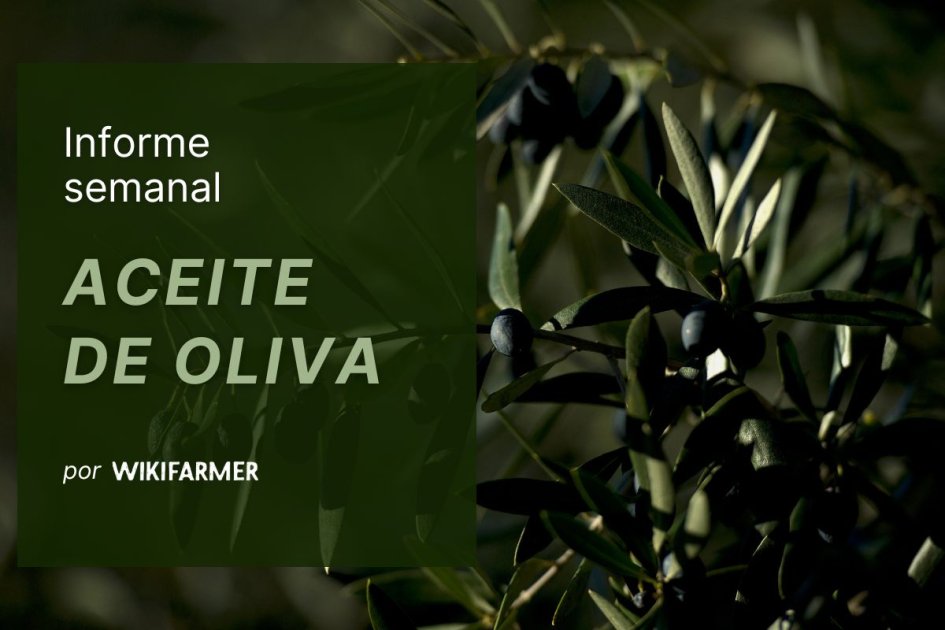 La escasez de aceite de oliva en Grecia coincide con el auge de Túnez ...