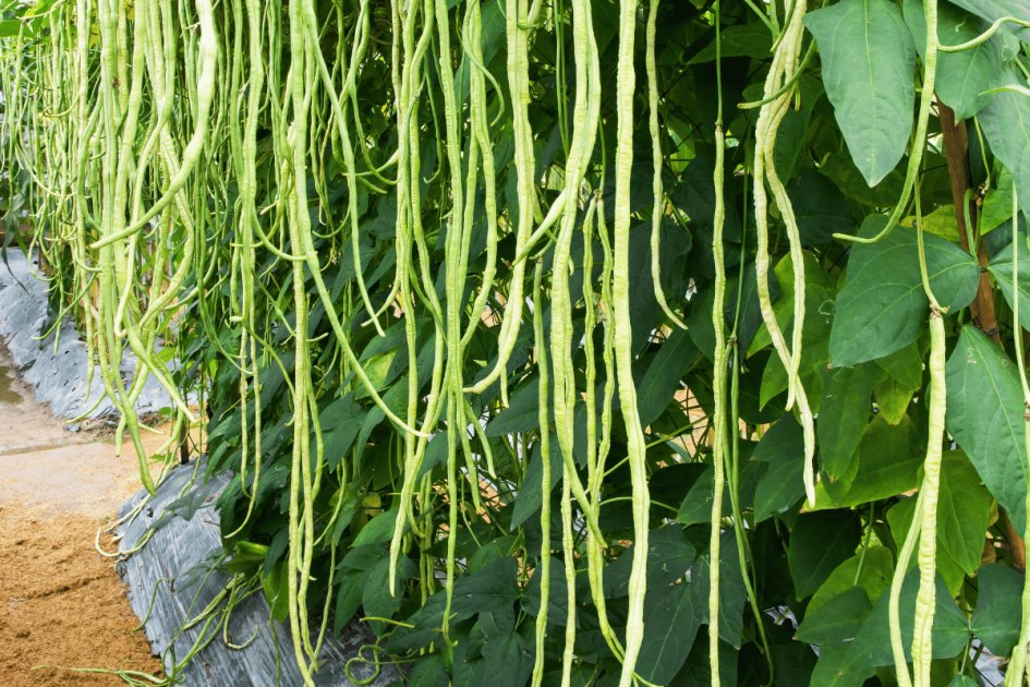 PROSPER: Promoting resilient orphan legumes for sustainable agriculture ...