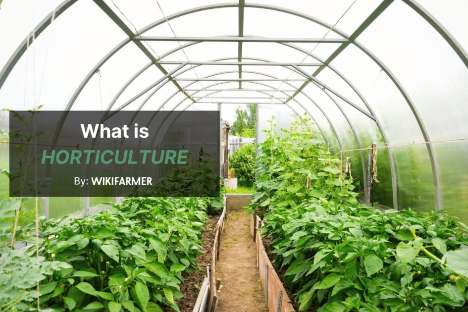What is horticulture? | Wikifarmer