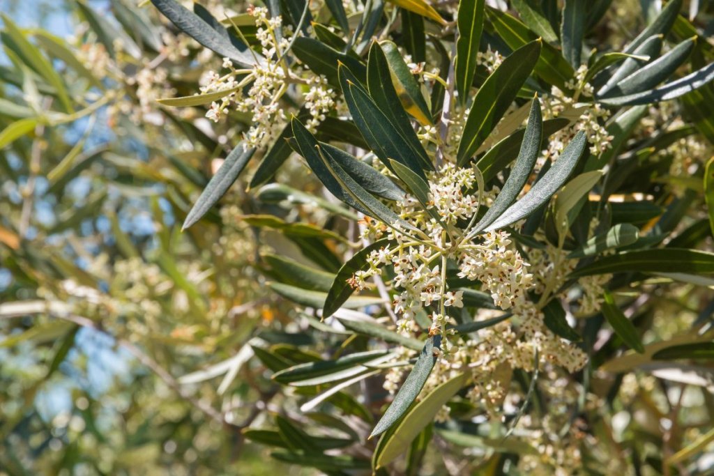 Olive Oil Market Digest | Wikifarmer