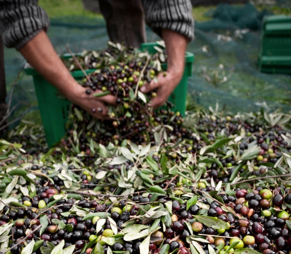 Wikifarmer Market - Δείτε Τιμές και αναζητήστε Αγροτικά Προϊόντα