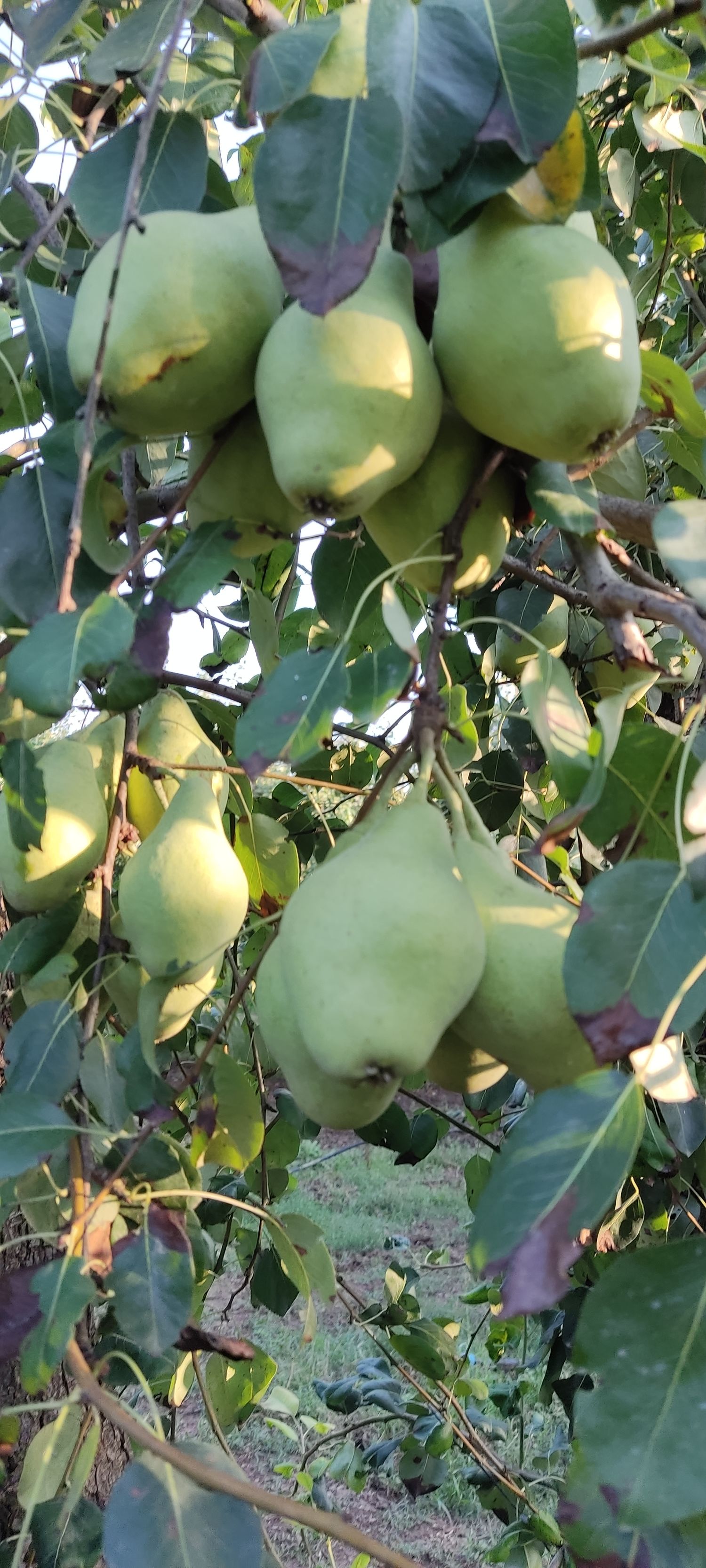 Αχλάδια Κρυστάλλια Ποιότητας Α - Τρίπολη - Wikifarmer