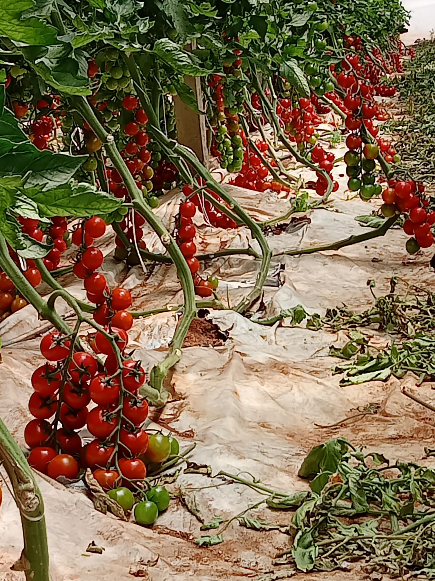 Cherry tomatoes Class A - 1kg - Victory - Wikifarmer